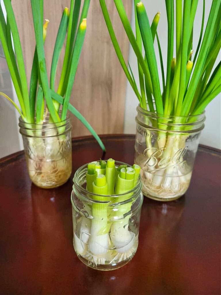 Easy Way to Regrow Green Onions from Scraps - Daily Yum